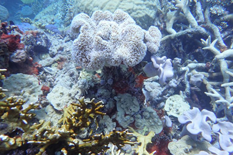 Coral – Graffiti Scuba